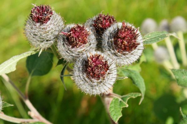 Klette – ungeliebter Kräuterschatz | Frag Mutti
