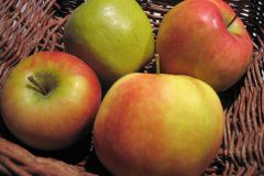 Die bekanntesten Apfelsorten und ihre Verwendung | Frag Mutti